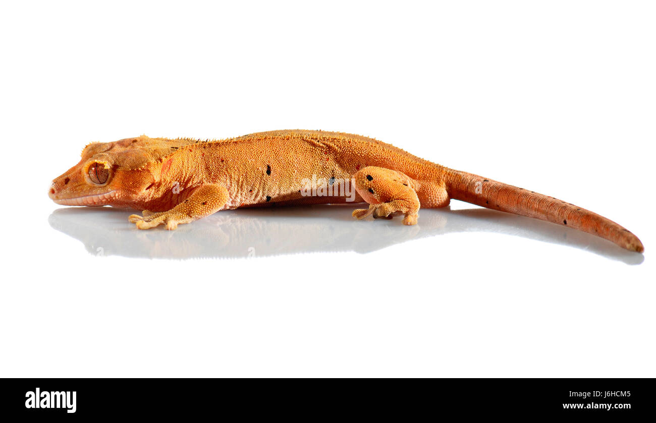 Crown gecko Cut Out Stock Images & Pictures - Alamy