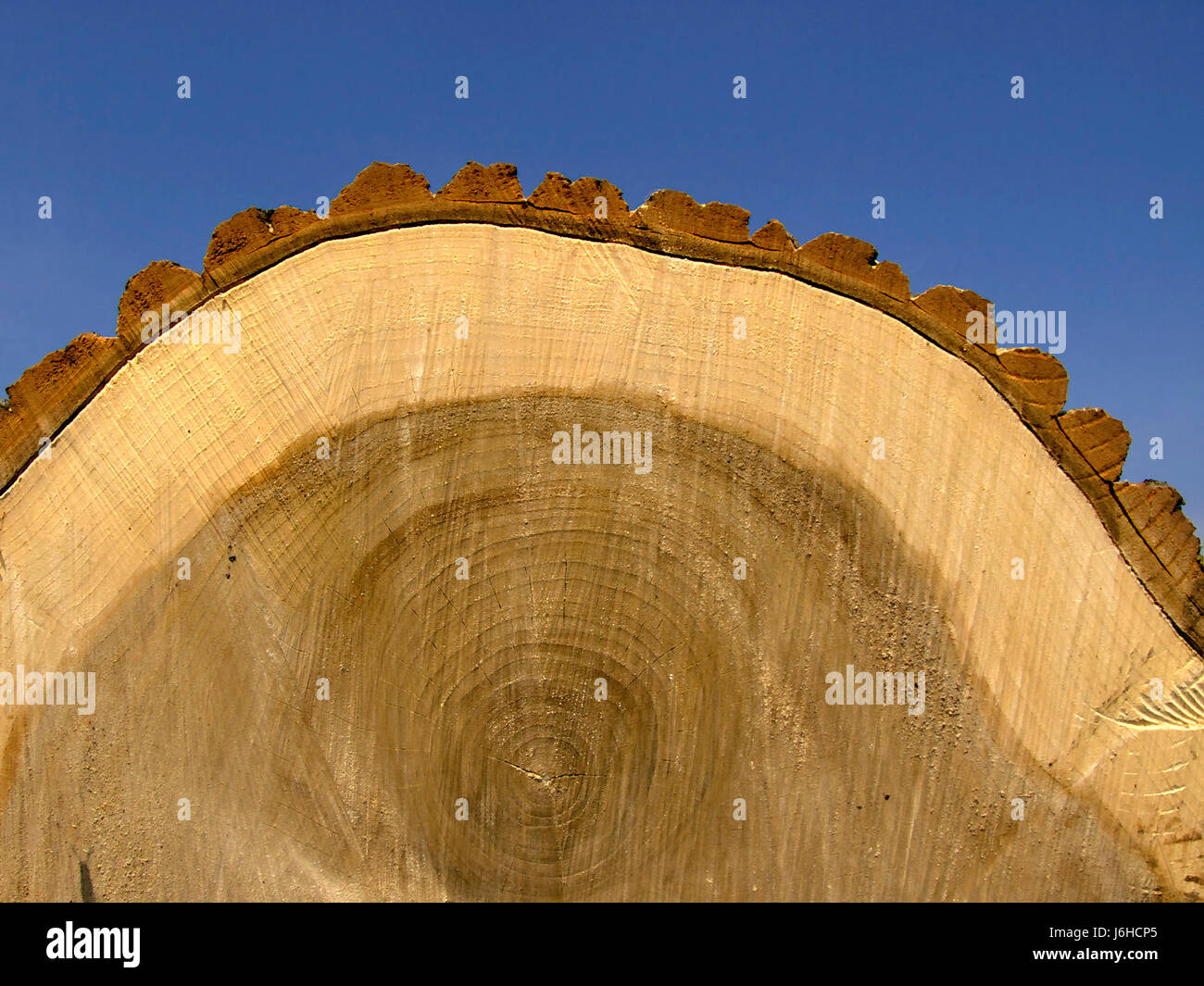 detail tree wood cross-section raw material wood structure blue shine ...
