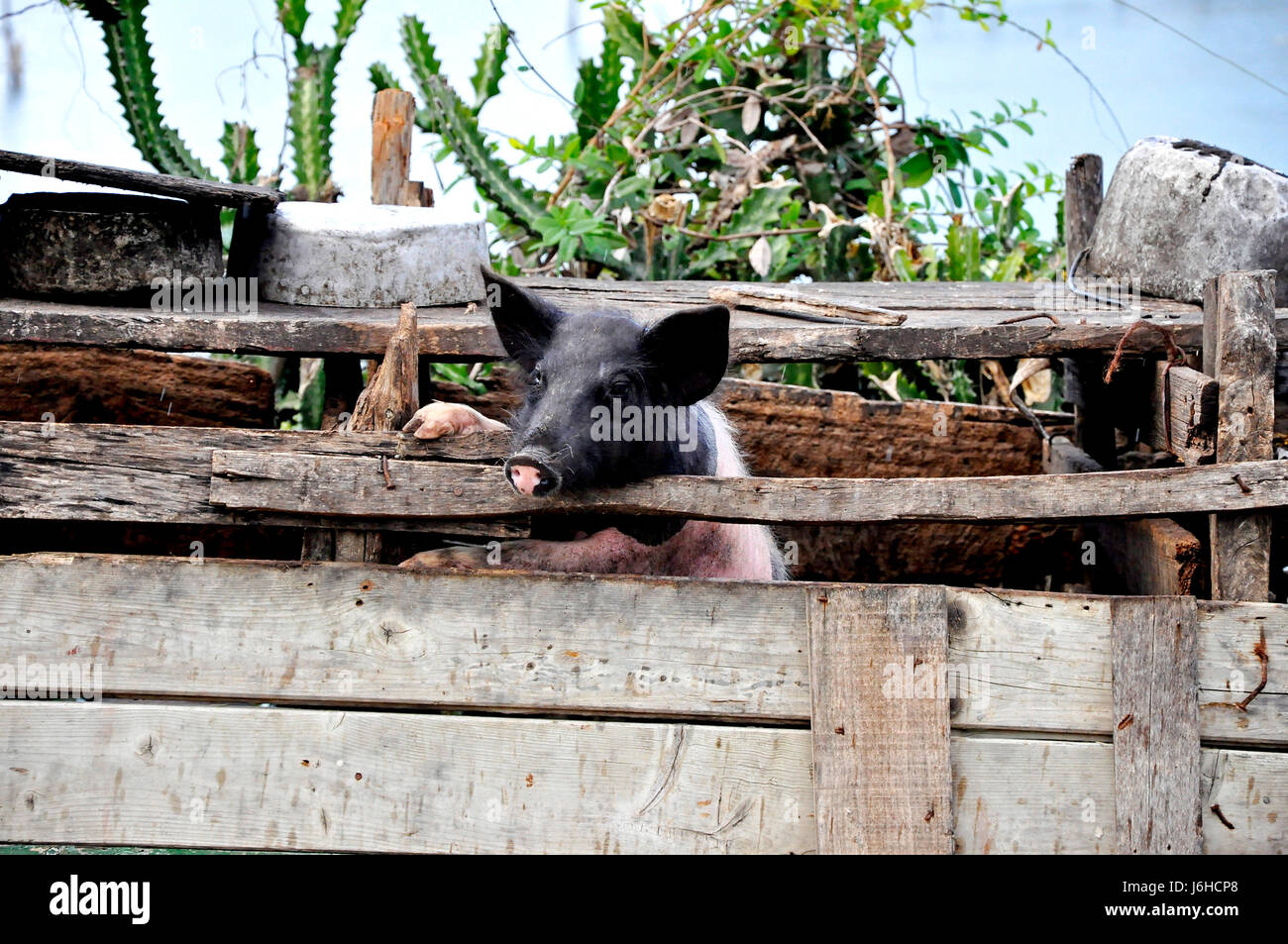 piglet sty domestic pig pig cute sow curiosity curious nosey nosy ...