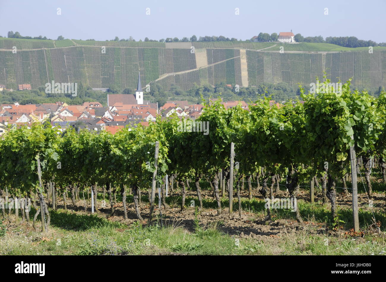 vineyards vine grape vine grape-vine agriculture farming cultivation of ...