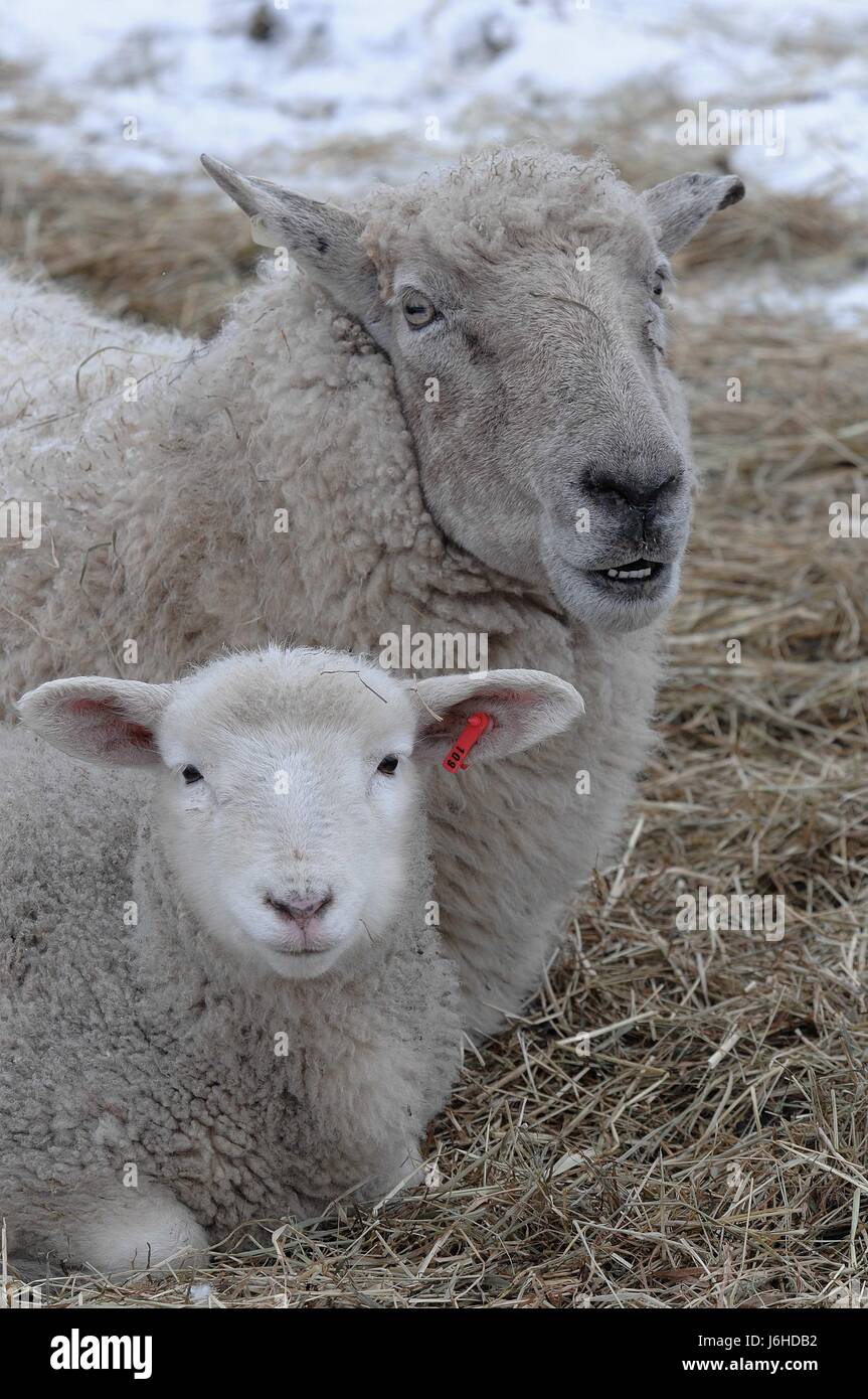 winter animal sheep straw lamb nature winter animal animals sheep straw ...