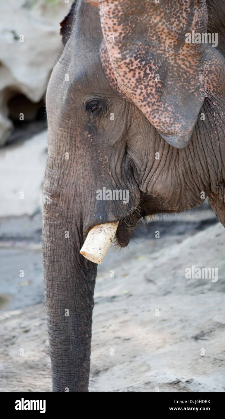 elephant ivory animal fauna elephant ivory portrait tooth animal ...