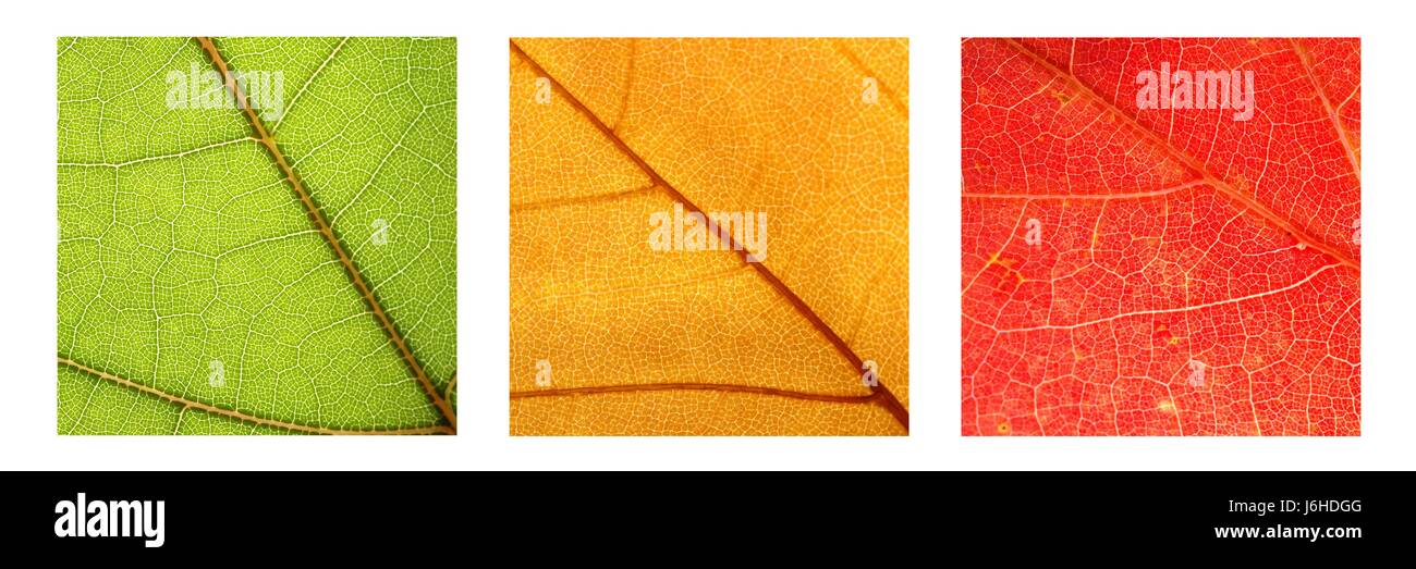 coloured colourful gorgeous multifarious richly coloured collage ...