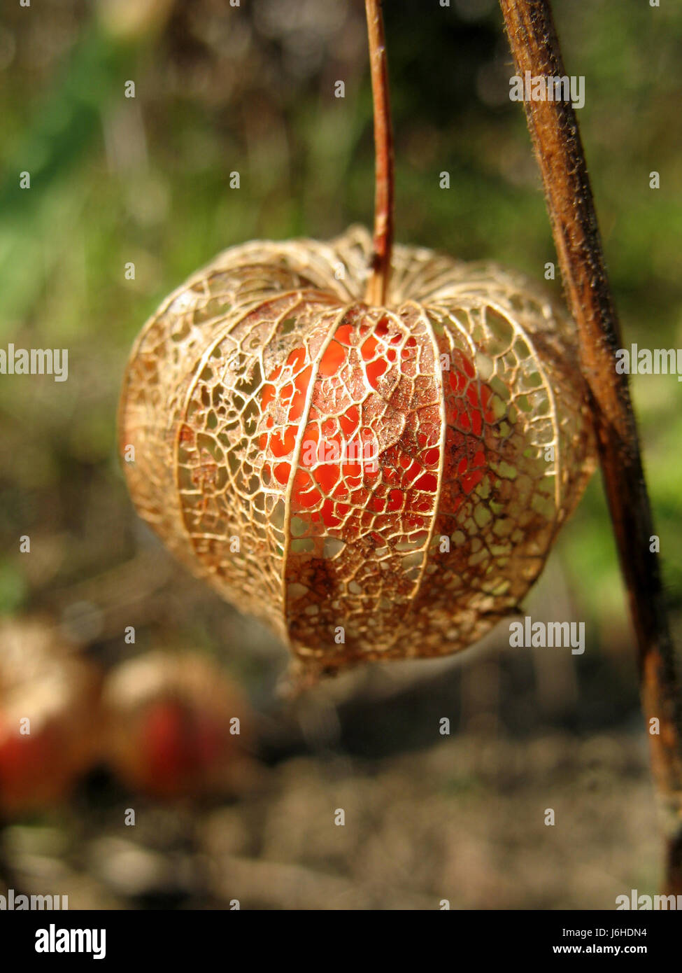 scaffold scaffolding skeleton structure plant fall autumn orange garden ...