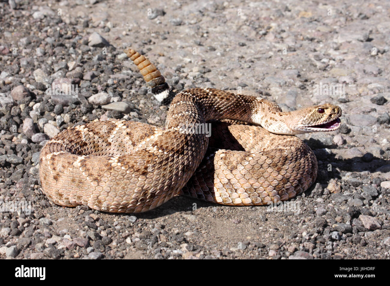 desert wasteland reptile wild wildlife snakes rattlesnake nature danger ...