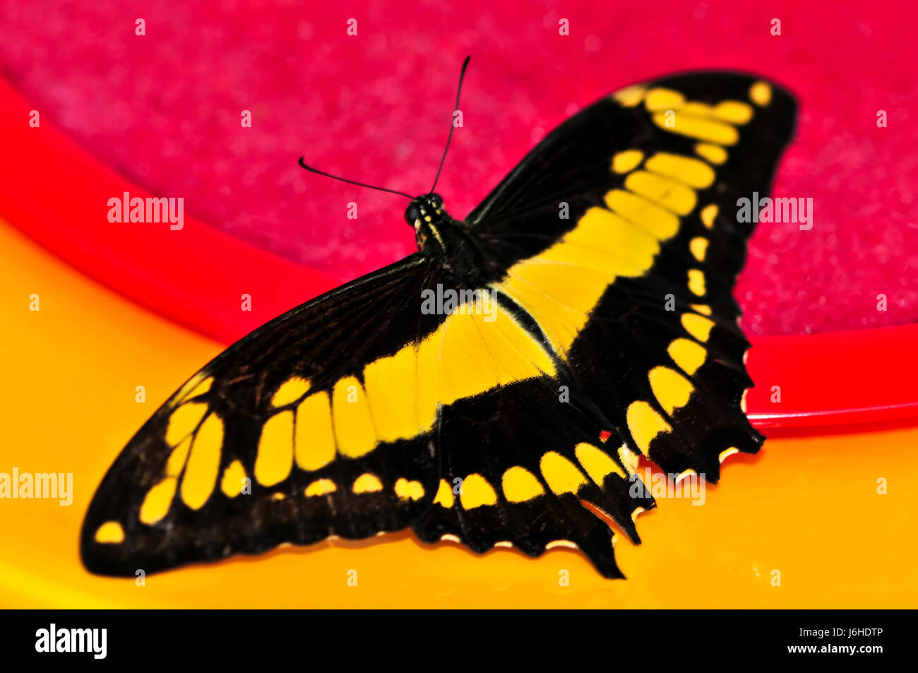 Black and yellow bugs hi-res stock photography and images - Alamy
