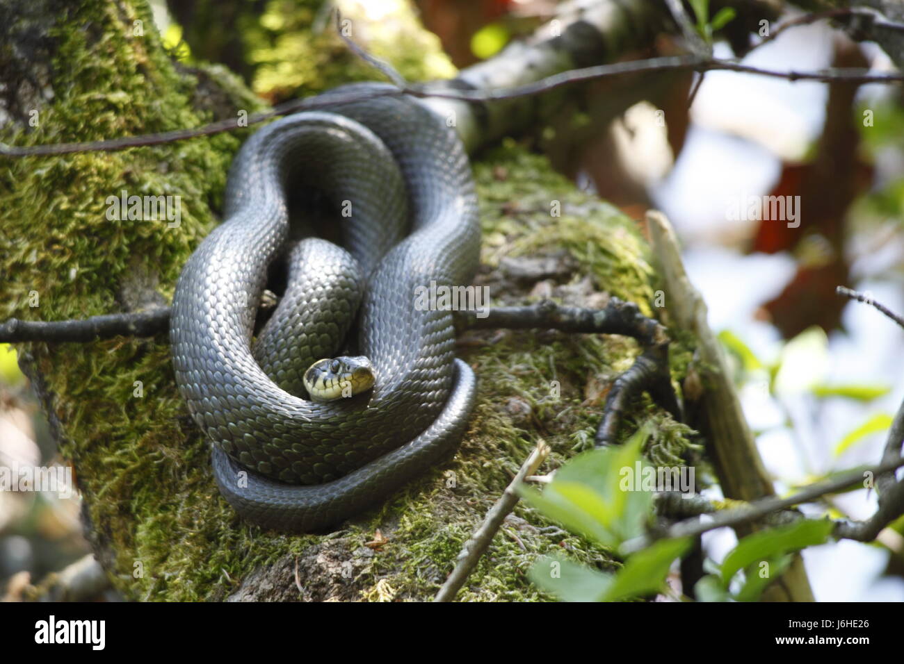 tree reptile lie lying lies moss snake lurk grass snake macro close-up ...