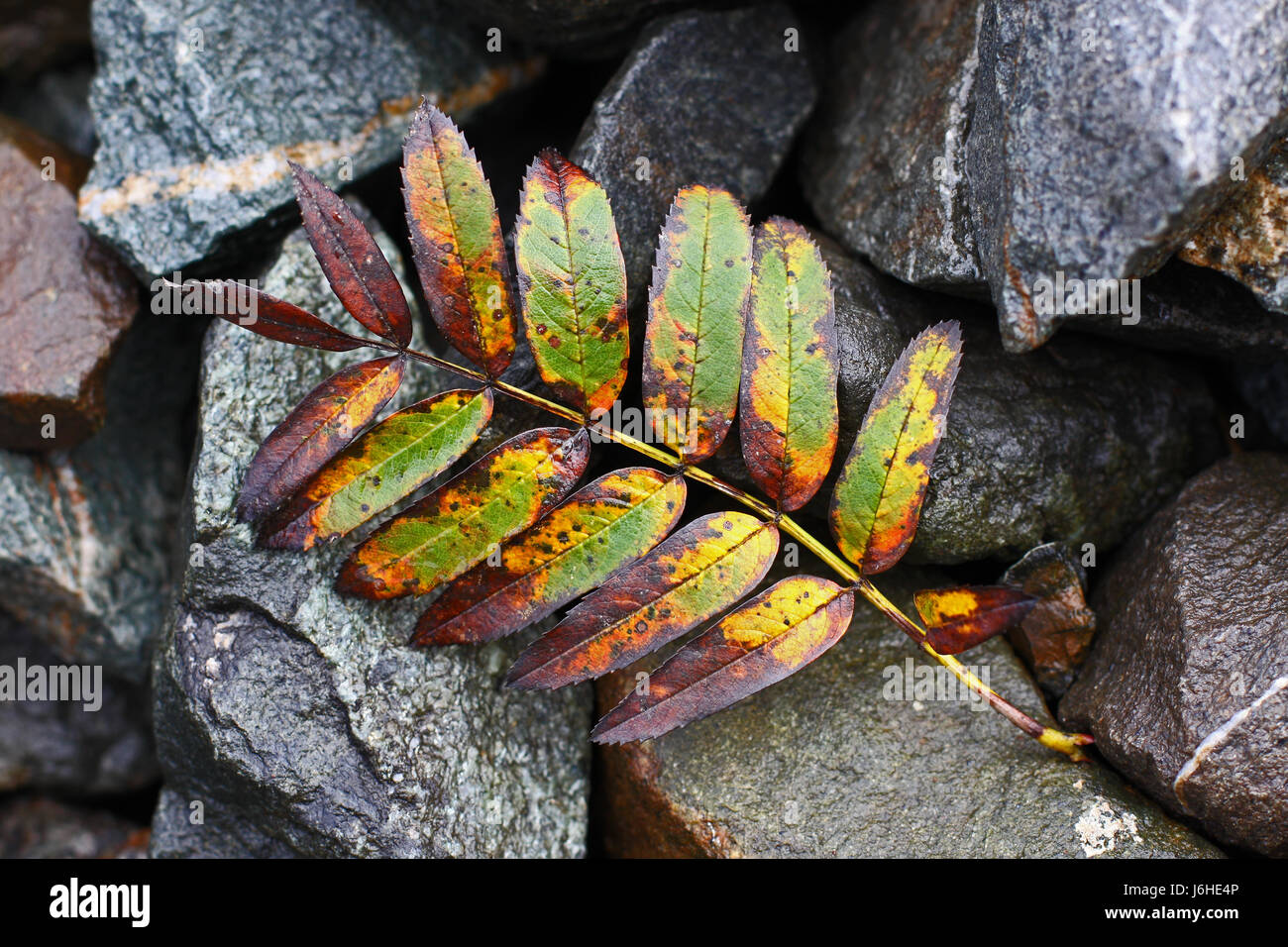 leaf moist season rowan ash stones fall autumn leaf lie lying lies rock ...