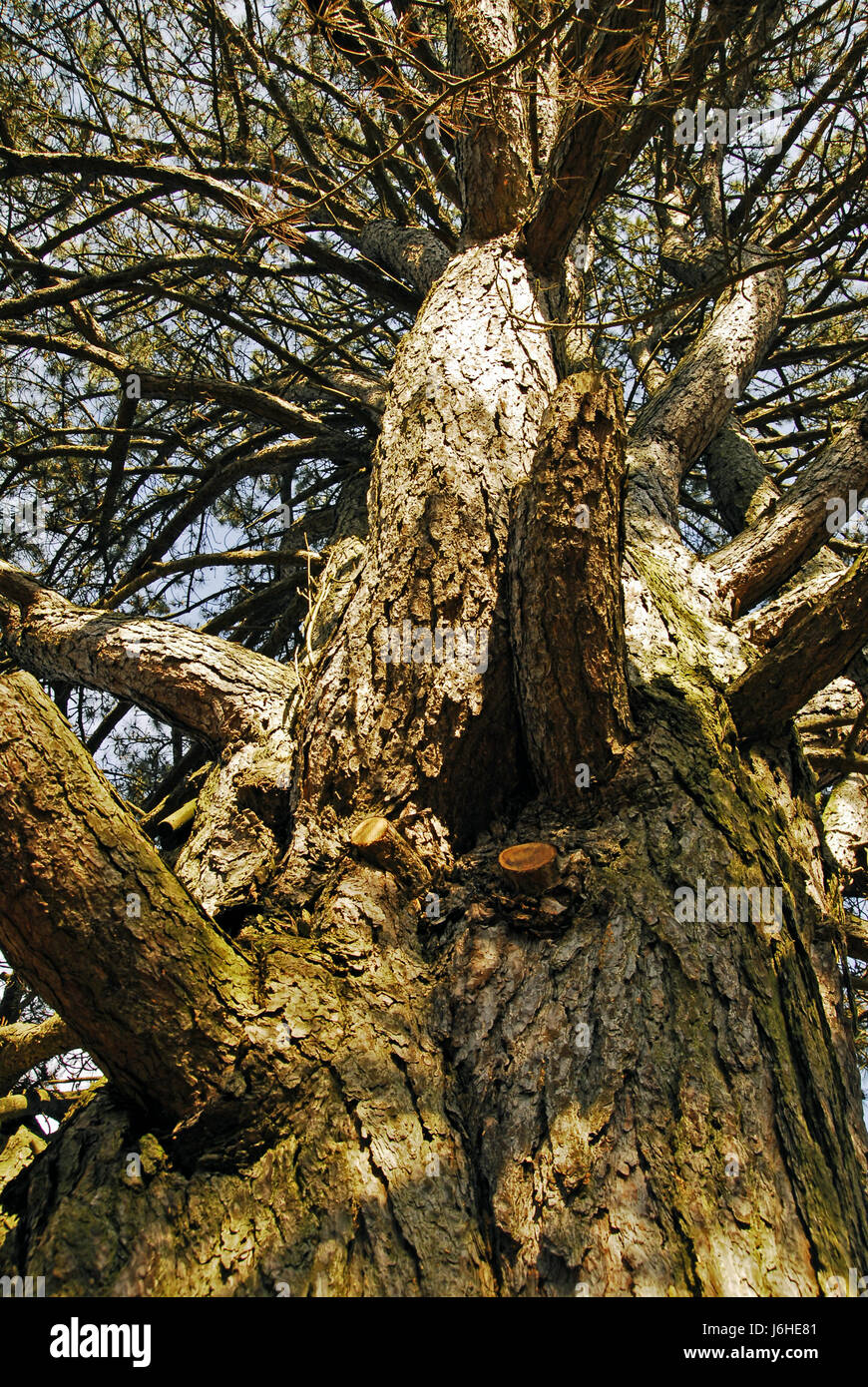 worms eye tree bark conifer worms eye big large enormous extreme ...