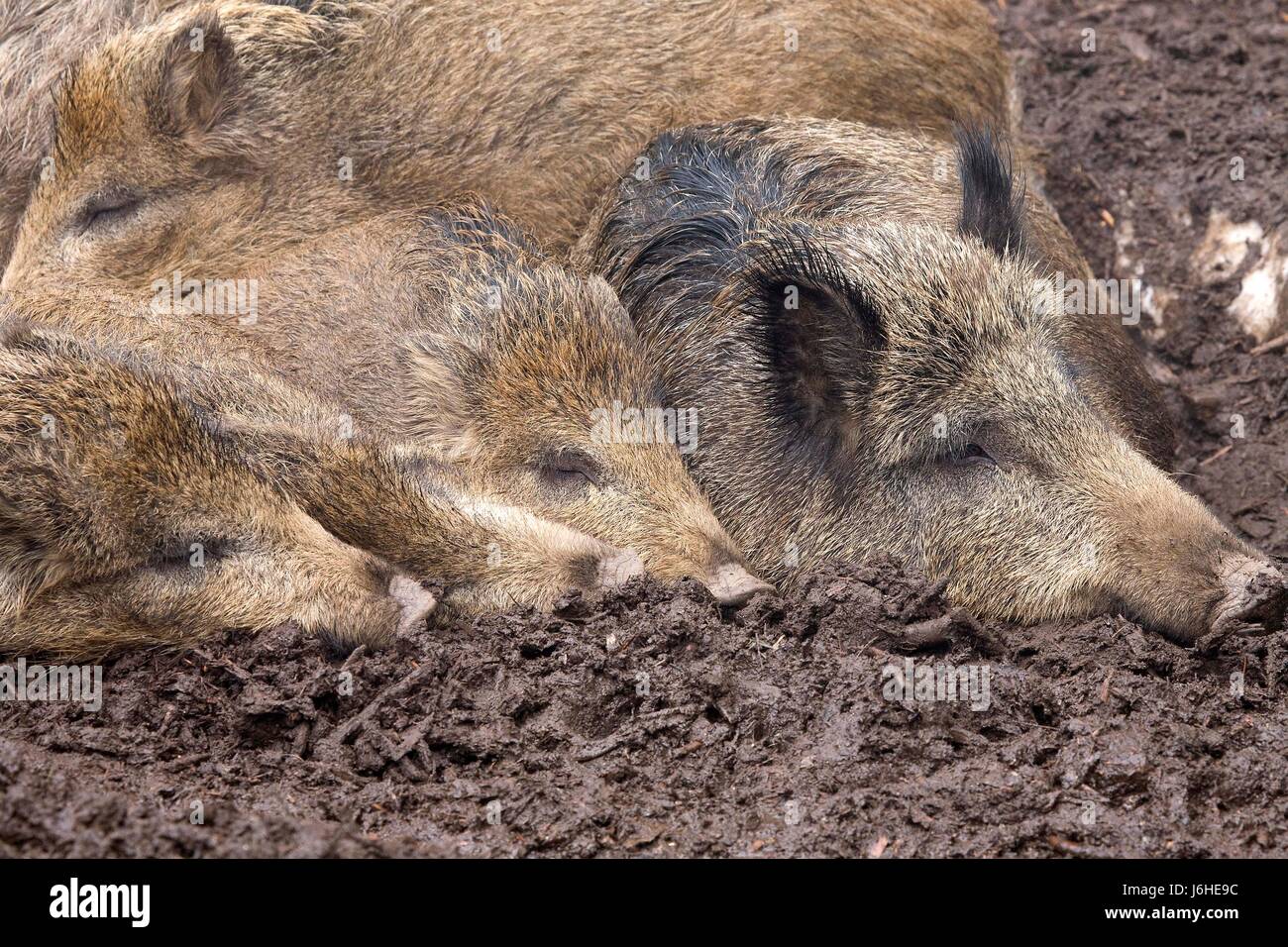 sleeping wild boar snouts Stock Photo - Alamy