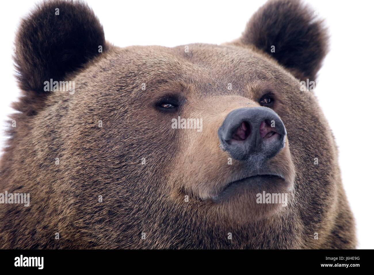 national park vivarium bear national park portrait eyes fur ears nose ...