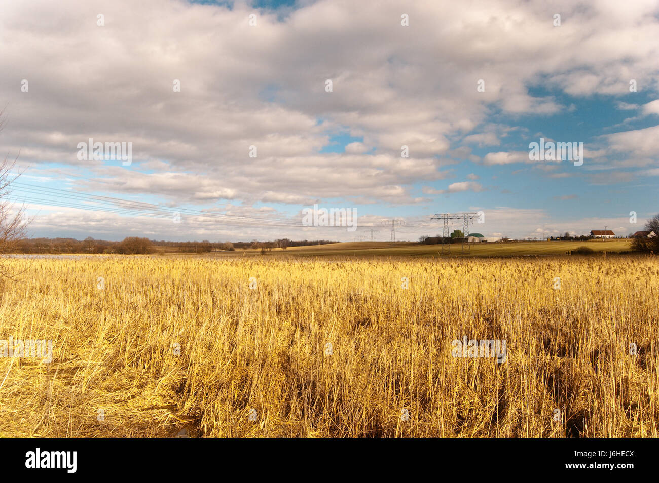 yellow reeds and white clouds Stock Photo - Alamy