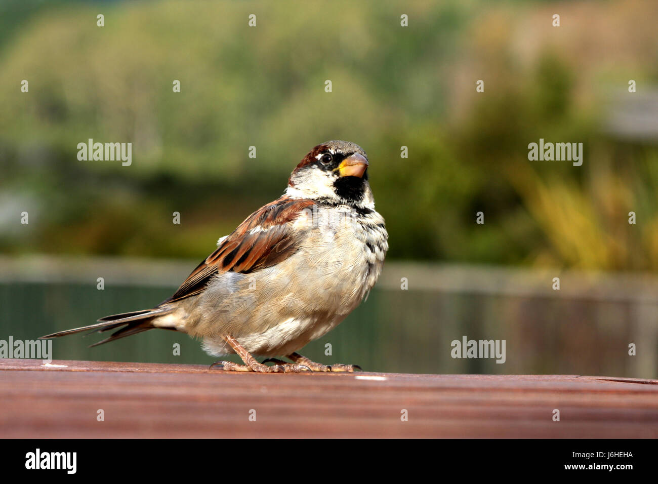 bird birds feathers feathering sparrow bird birds feathers beak ...