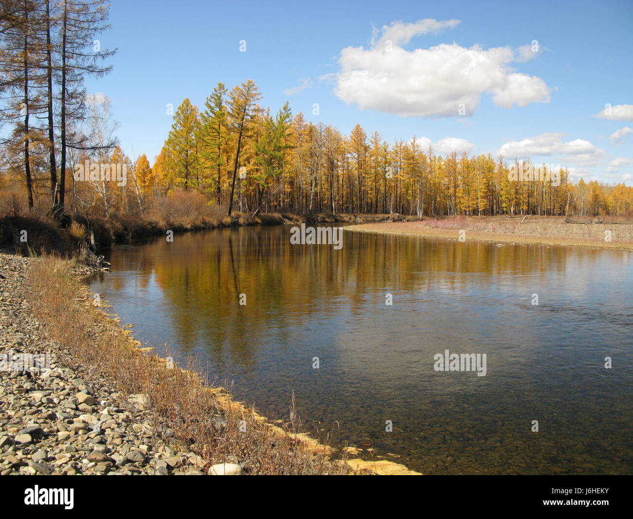 leaf travel tree park ground soil earth humus brown brownish brunette ...