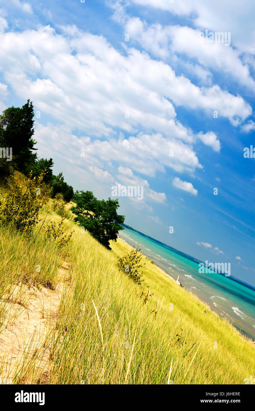 beach seaside the beach seashore summer summerly dunes plants salt ...