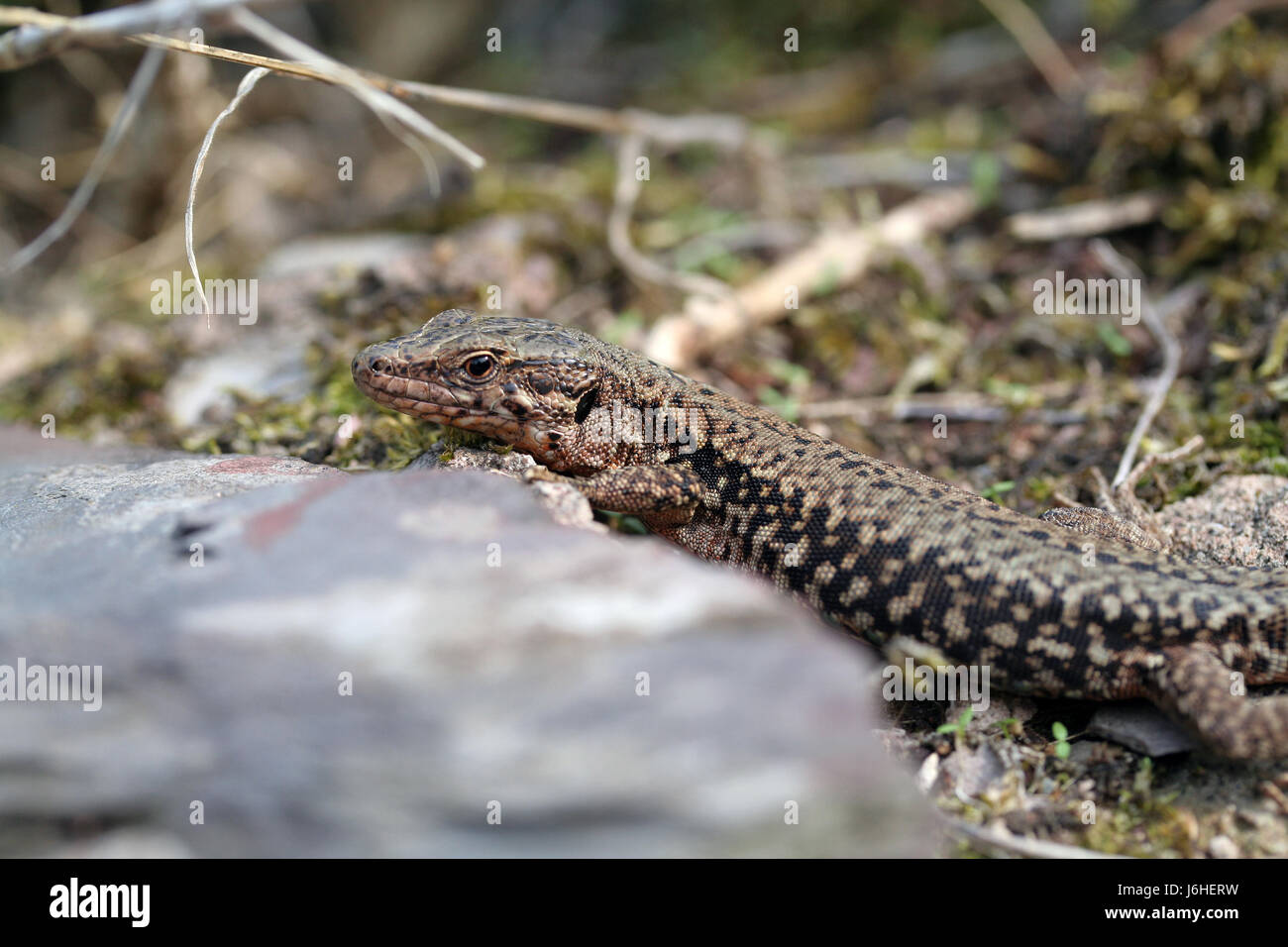 Types of lizards hi-res stock photography and images - Alamy