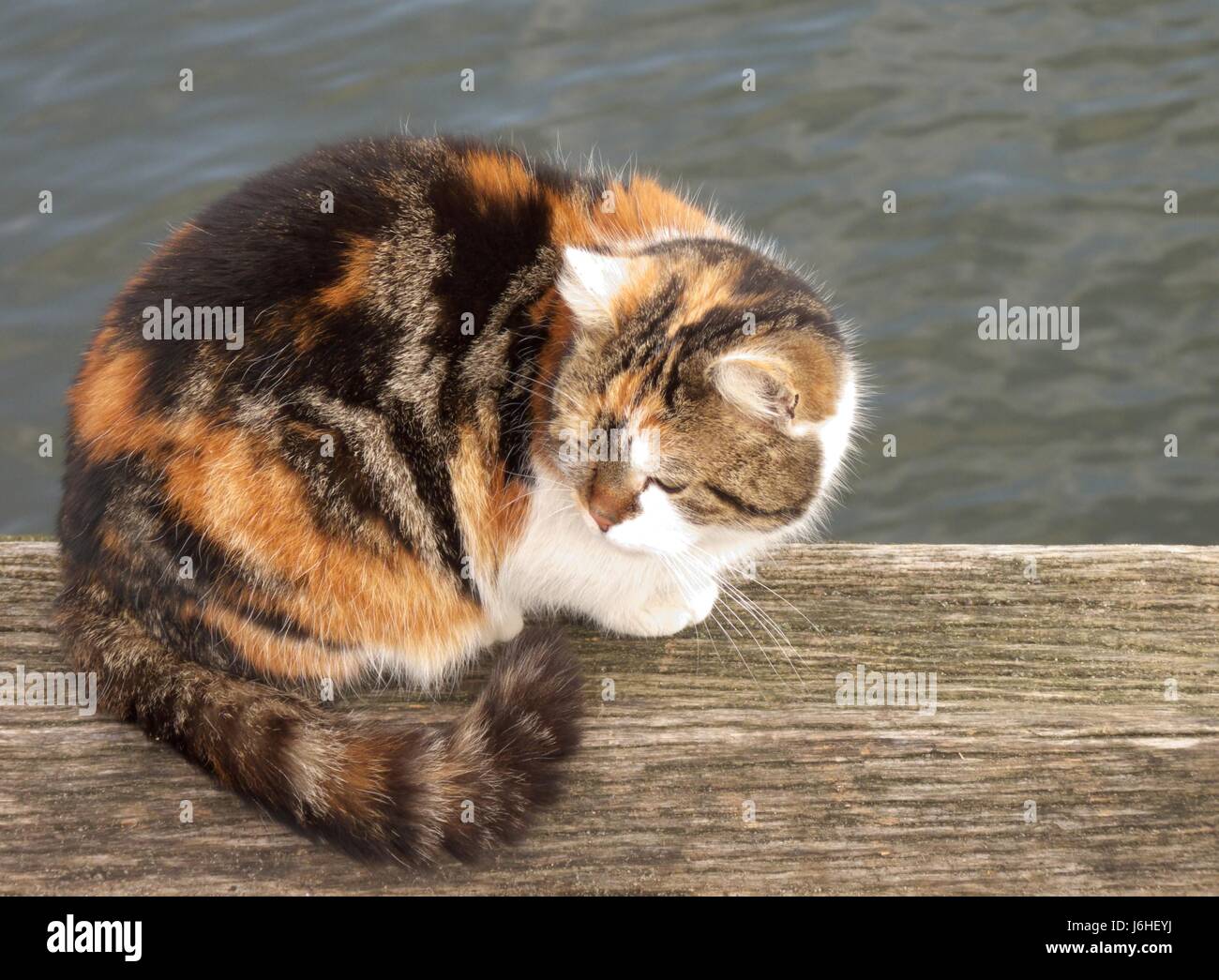 cat at sea Stock Photo - Alamy