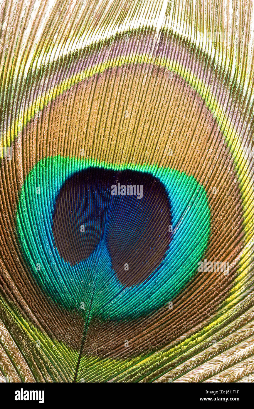 Indian ink spring hi-res stock photography and images - Alamy