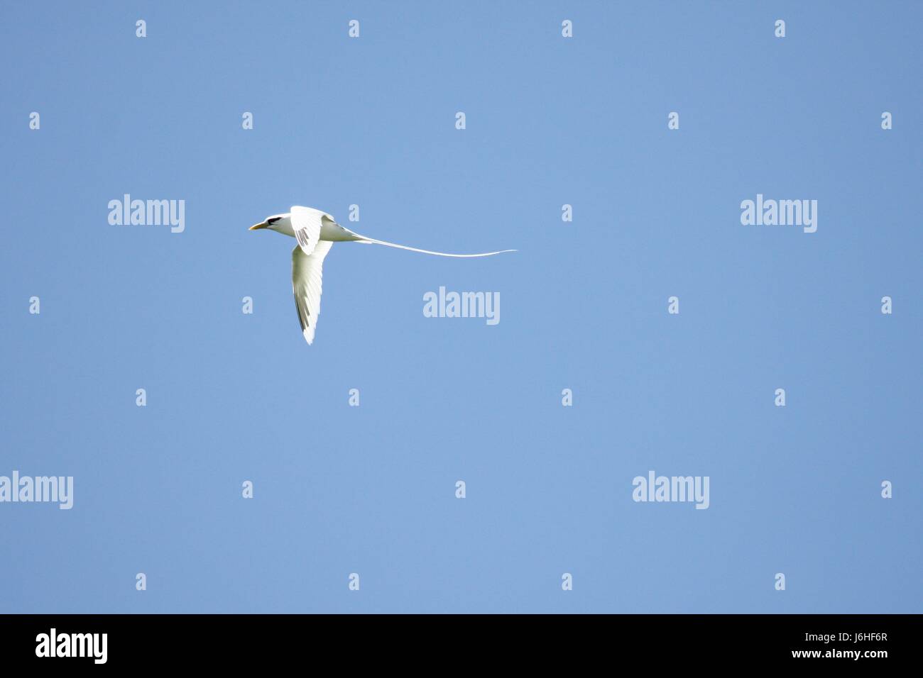 White tailed tropic bird phaethon lepturus hi-res stock photography and ...