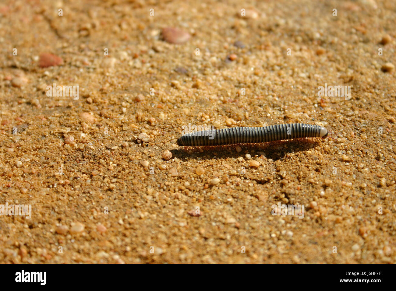 animal insects foot feet heat sands sand centipede nature legs desert ...