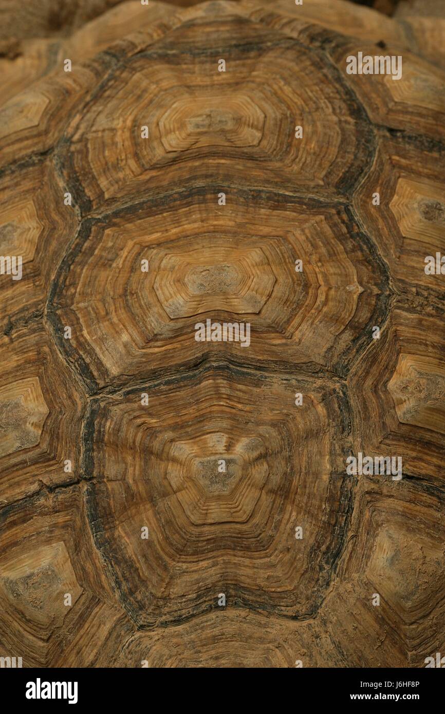 Tortoise Formation Stock Photos & Tortoise Formation Stock Images - Alamy