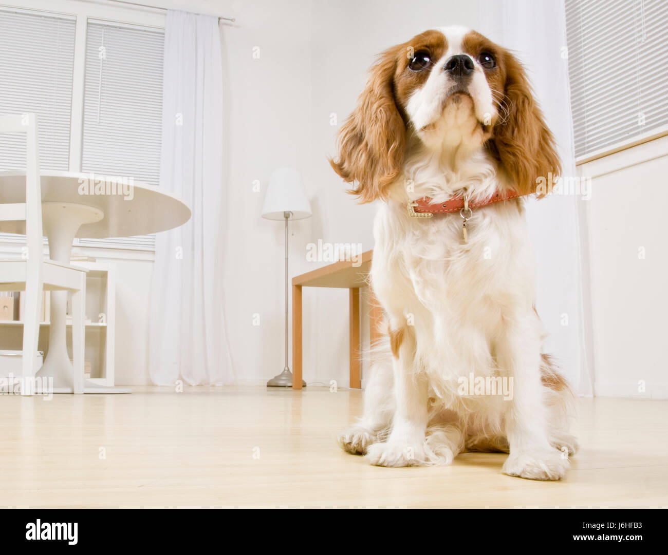 inside lifestyle pet playful portrait horizontal dog dogs one posing ...