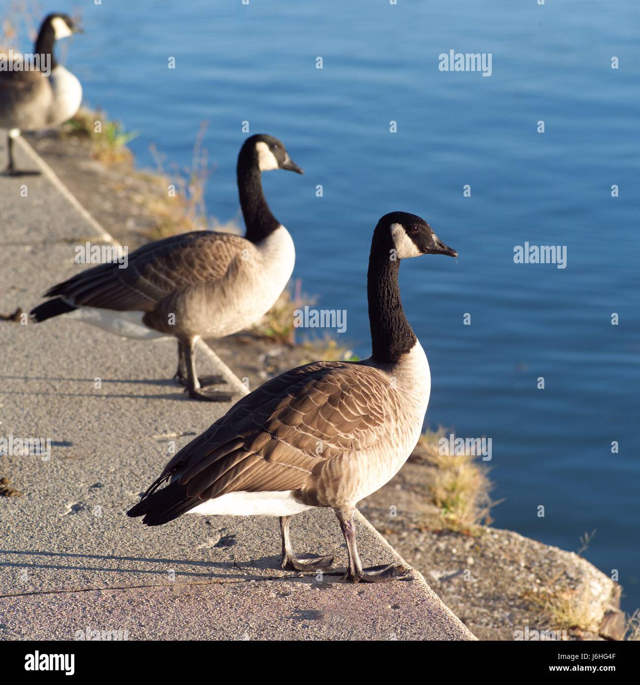 Immigration usa animal hi-res stock photography and images - Alamy