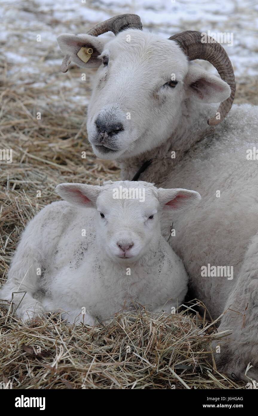 sheep and lamb Stock Photo - Alamy
