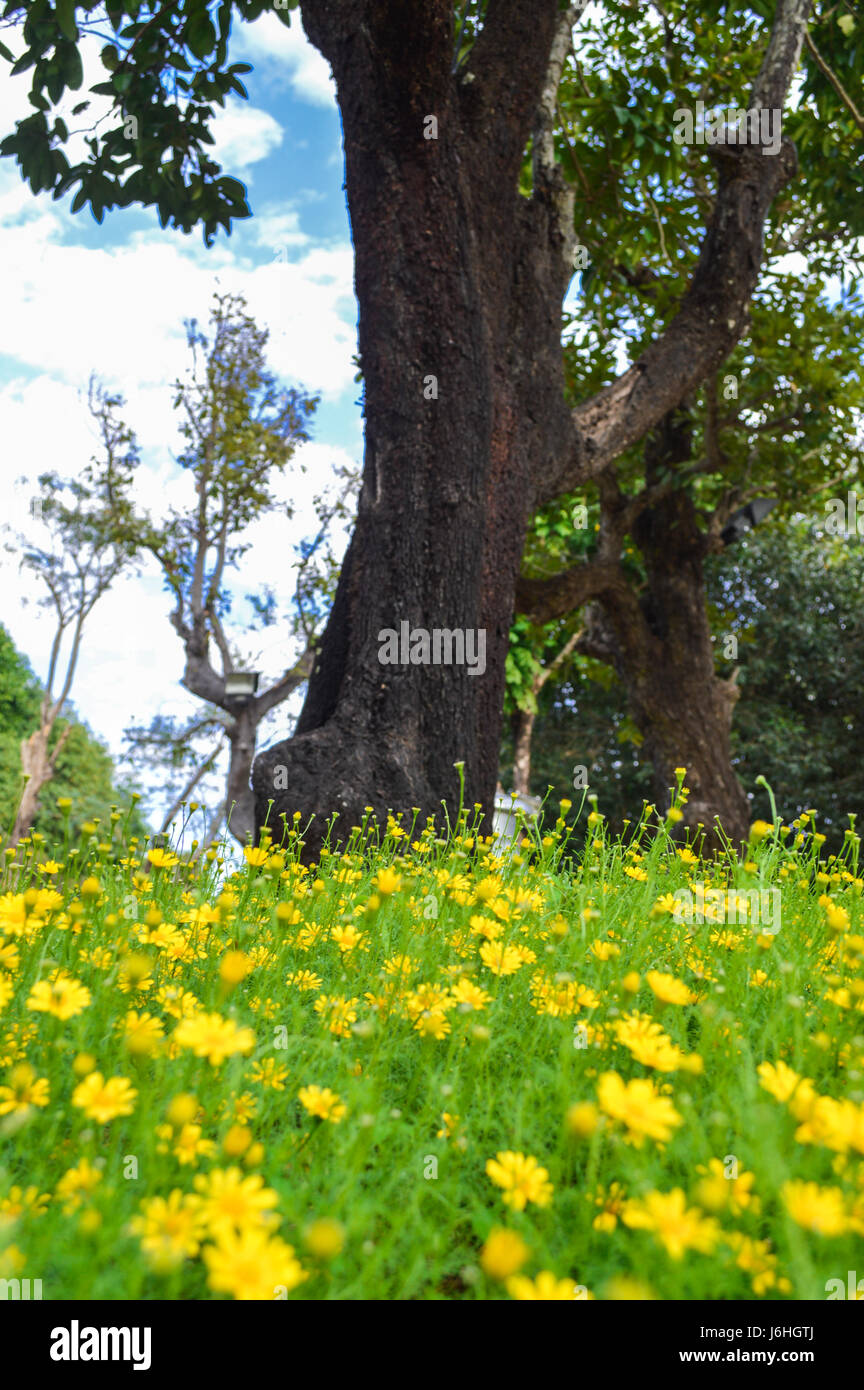 Flower in garden, daisy flower Stock Photo - Alamy