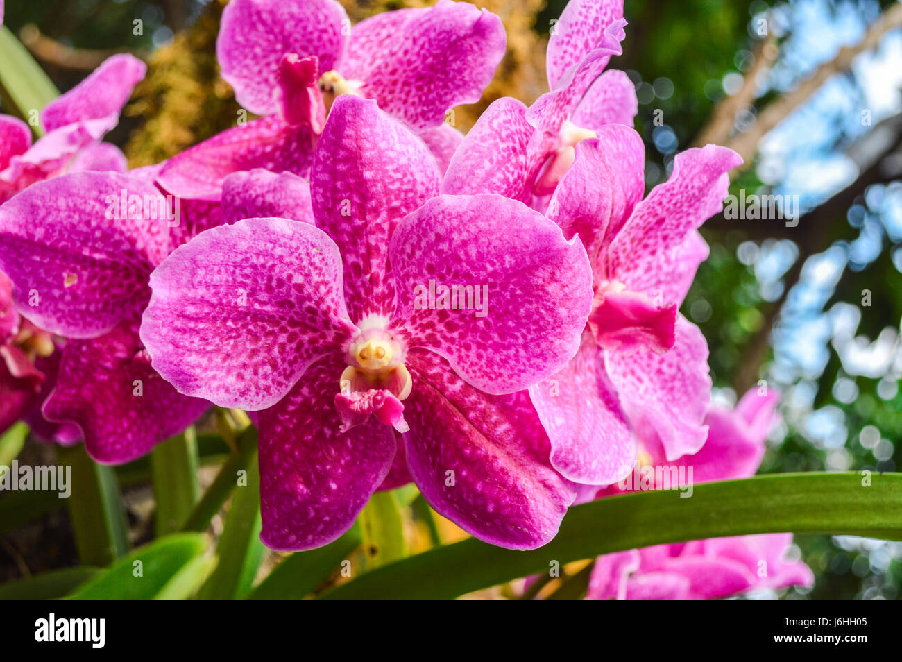 Flower in garden, Orchid Stock Photo - Alamy