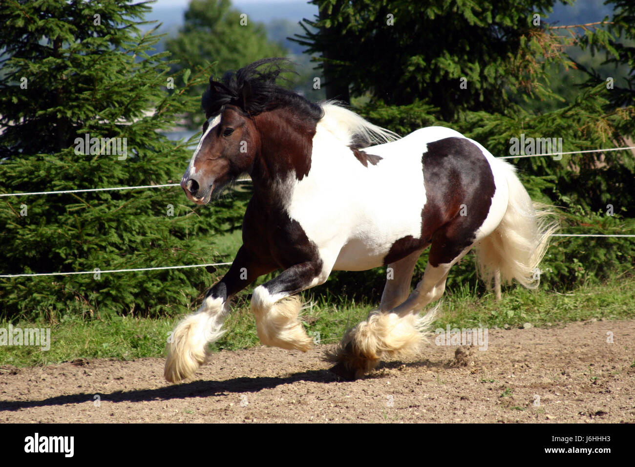 irish cob stallion gallops in paddock Stock Photo - Alamy
