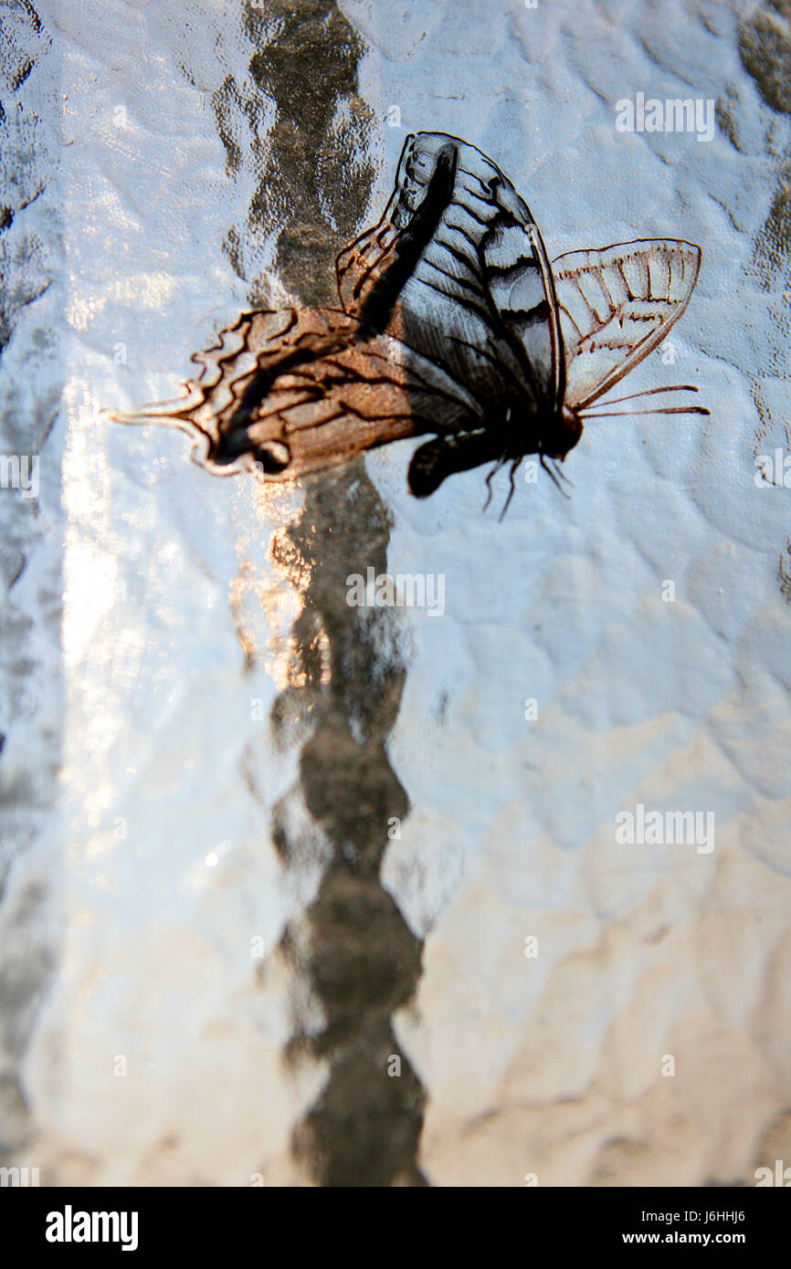 drawings windows window stained glass window decoration butterfly ...