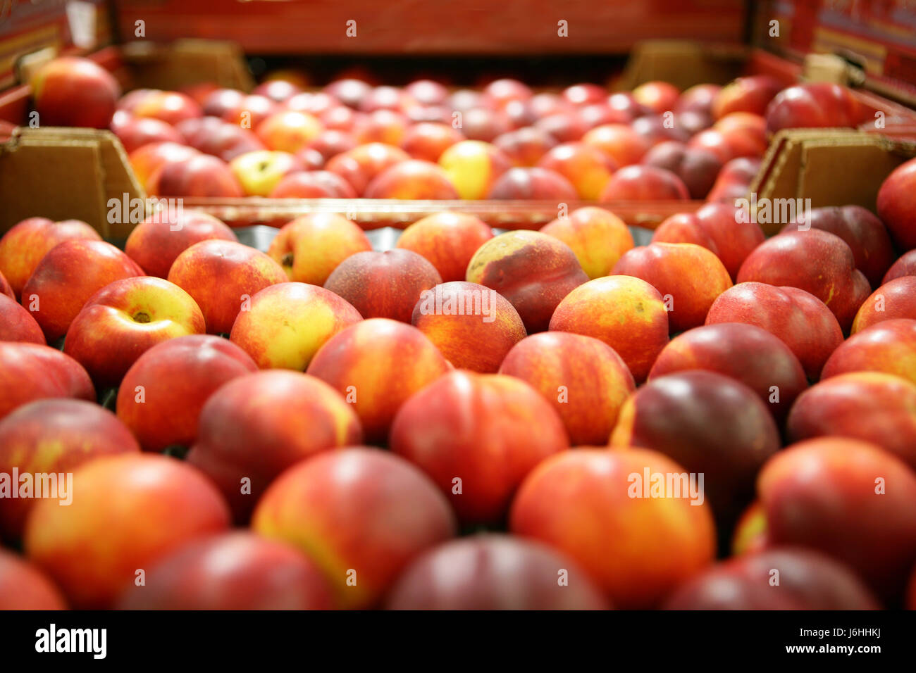 food,aliment,horizontal,fruit,display of nectarines,nectarines Stock ...