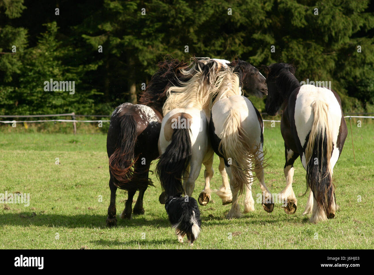 border collie treasures 4 stallions Stock Photo - Alamy