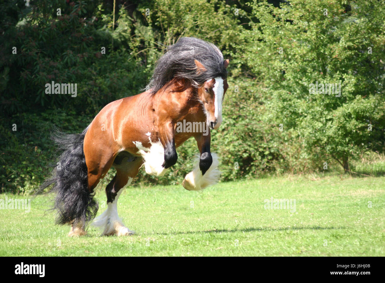 irish cob stallion bucking in the pasture Stock Photo - Alamy