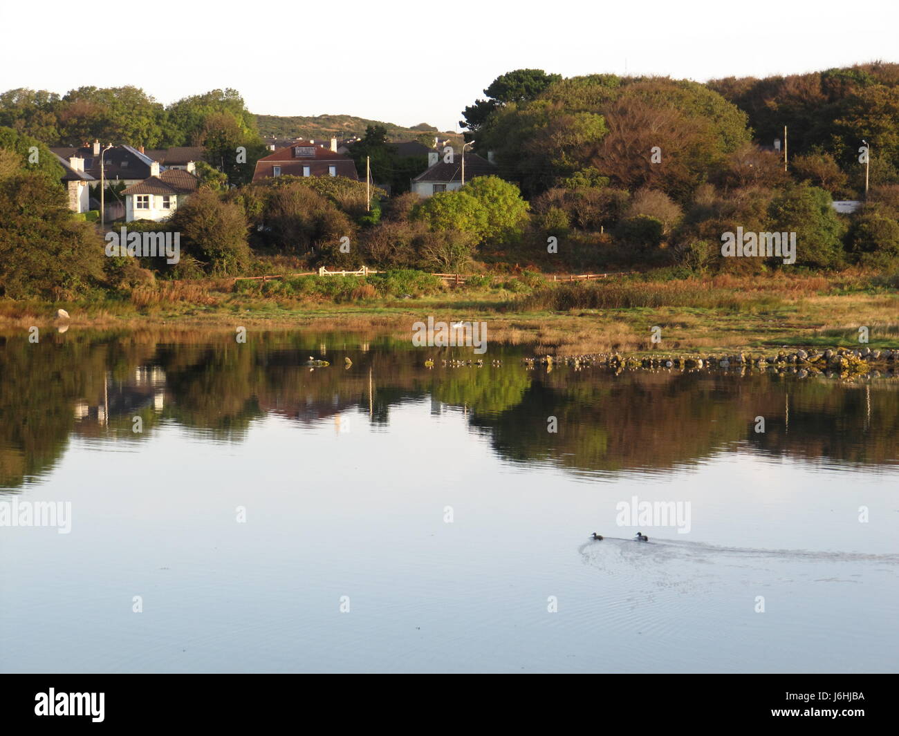 tree trees reflection still landscape scenery countryside nature lawn ...