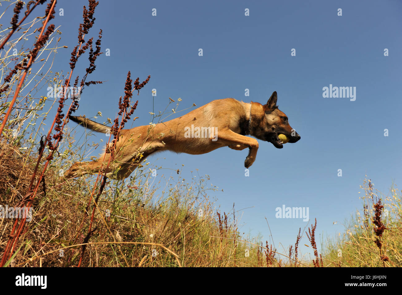 dog spring bouncing bounces hop skipping frisks jumping jump shepherd ...