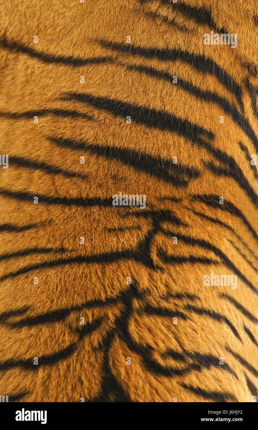 Tiger pattern hi-res stock photography and images - Alamy