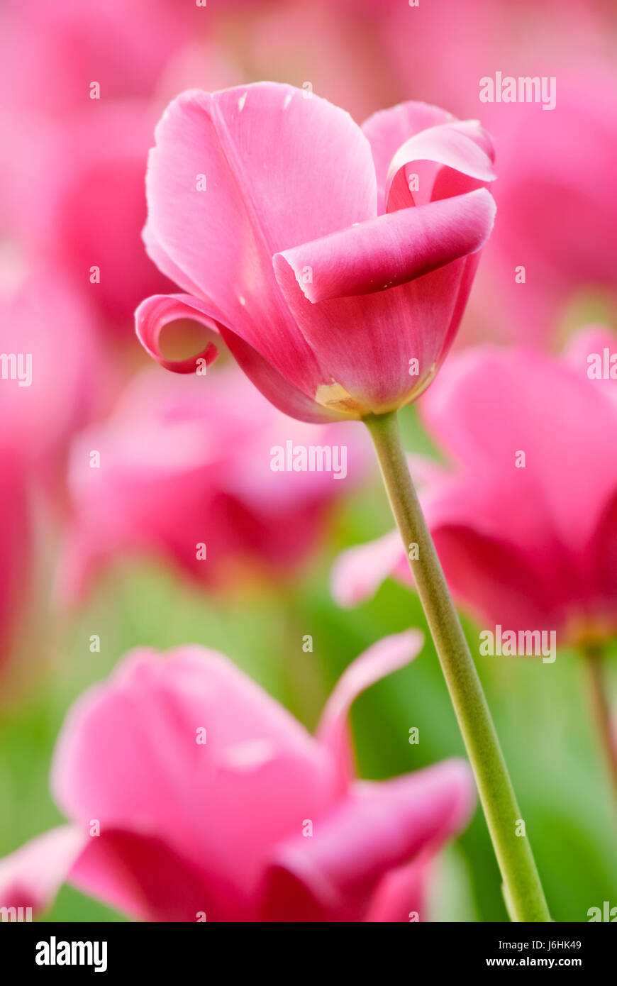 garden flower plant flora outdoor tulip enthusiasm amusement enjoyment ...