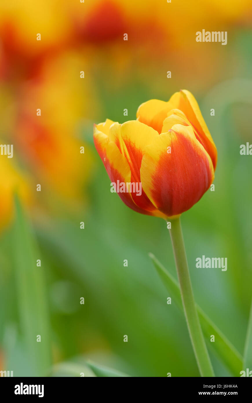 garden flower plant flora outdoor tulip enthusiasm amusement enjoyment ...