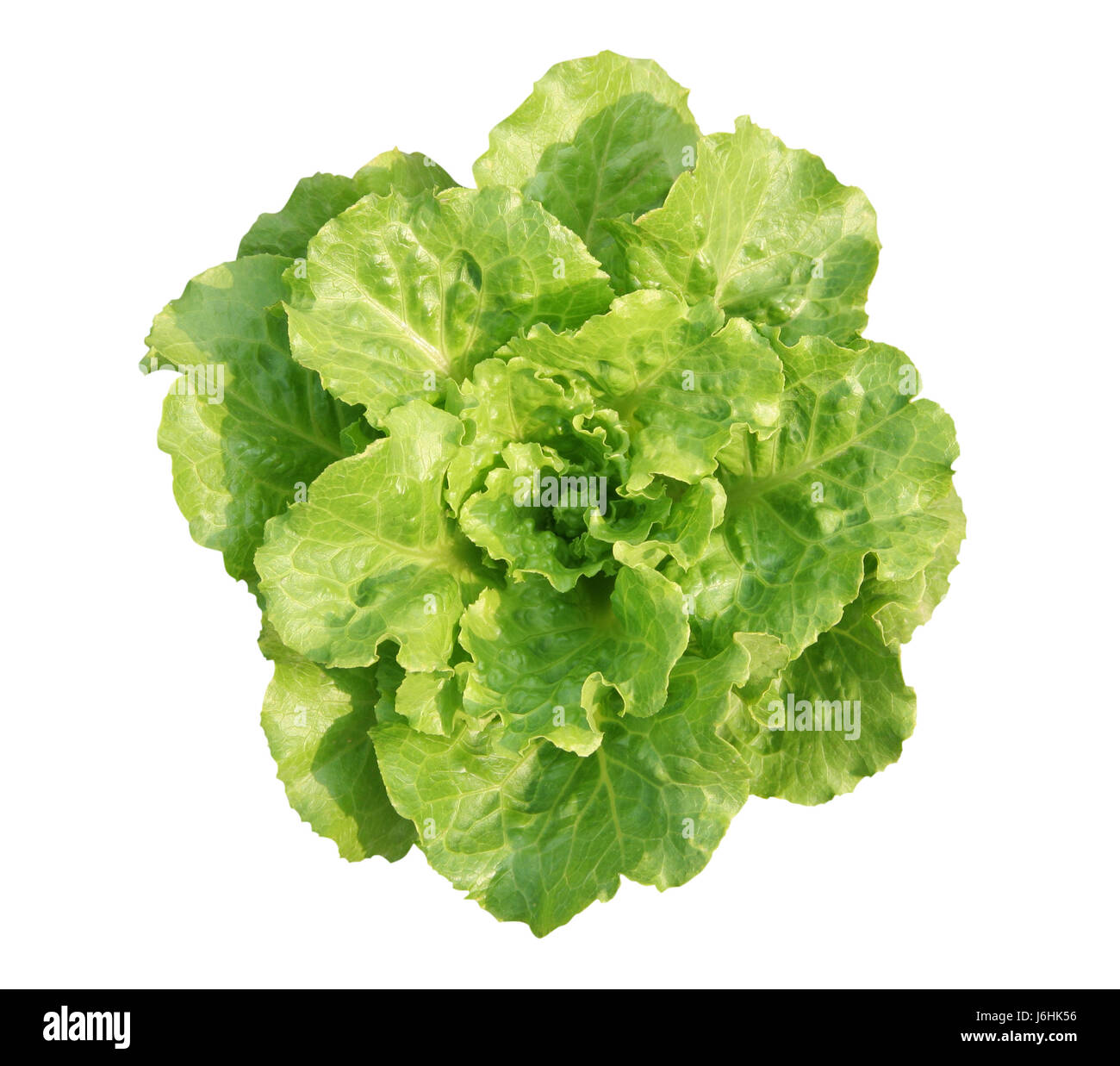 food aliment leaf isolated vegetable lettuce organic backdrop ...