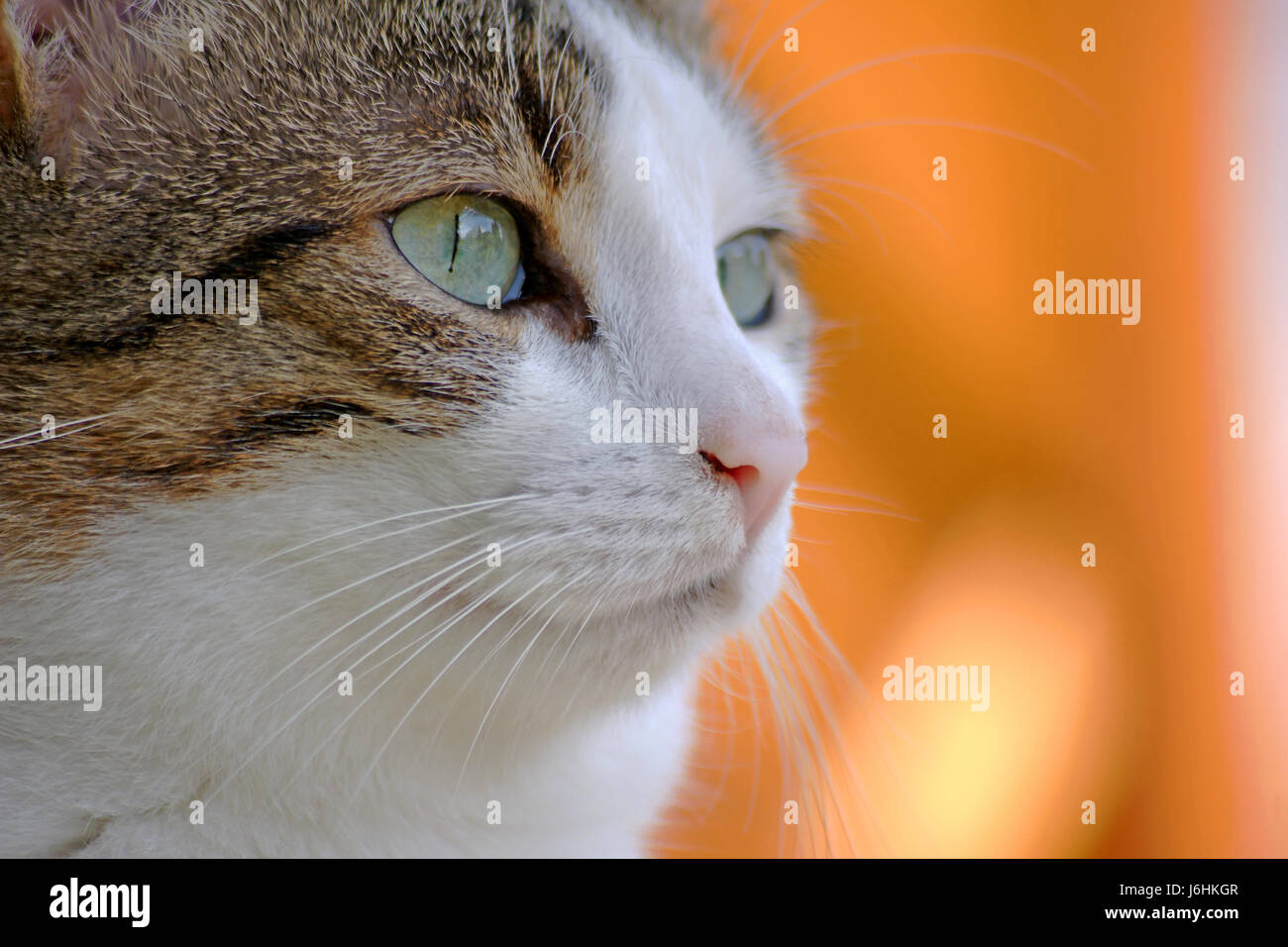 eyes look glancing see view looking peeking looking at skin purr blink ...