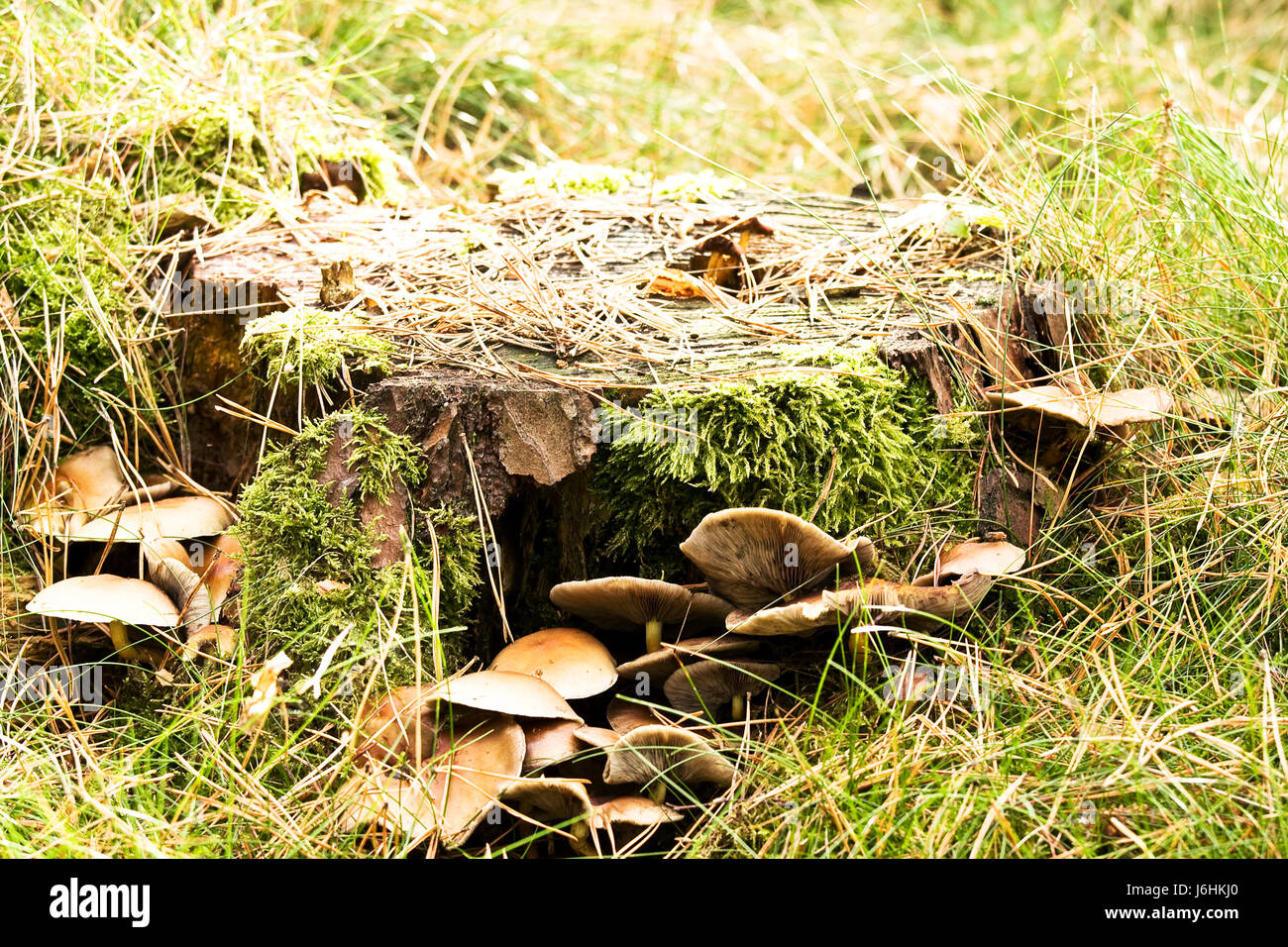 Root mushroom symbiosis hi-res stock photography and images - Alamy