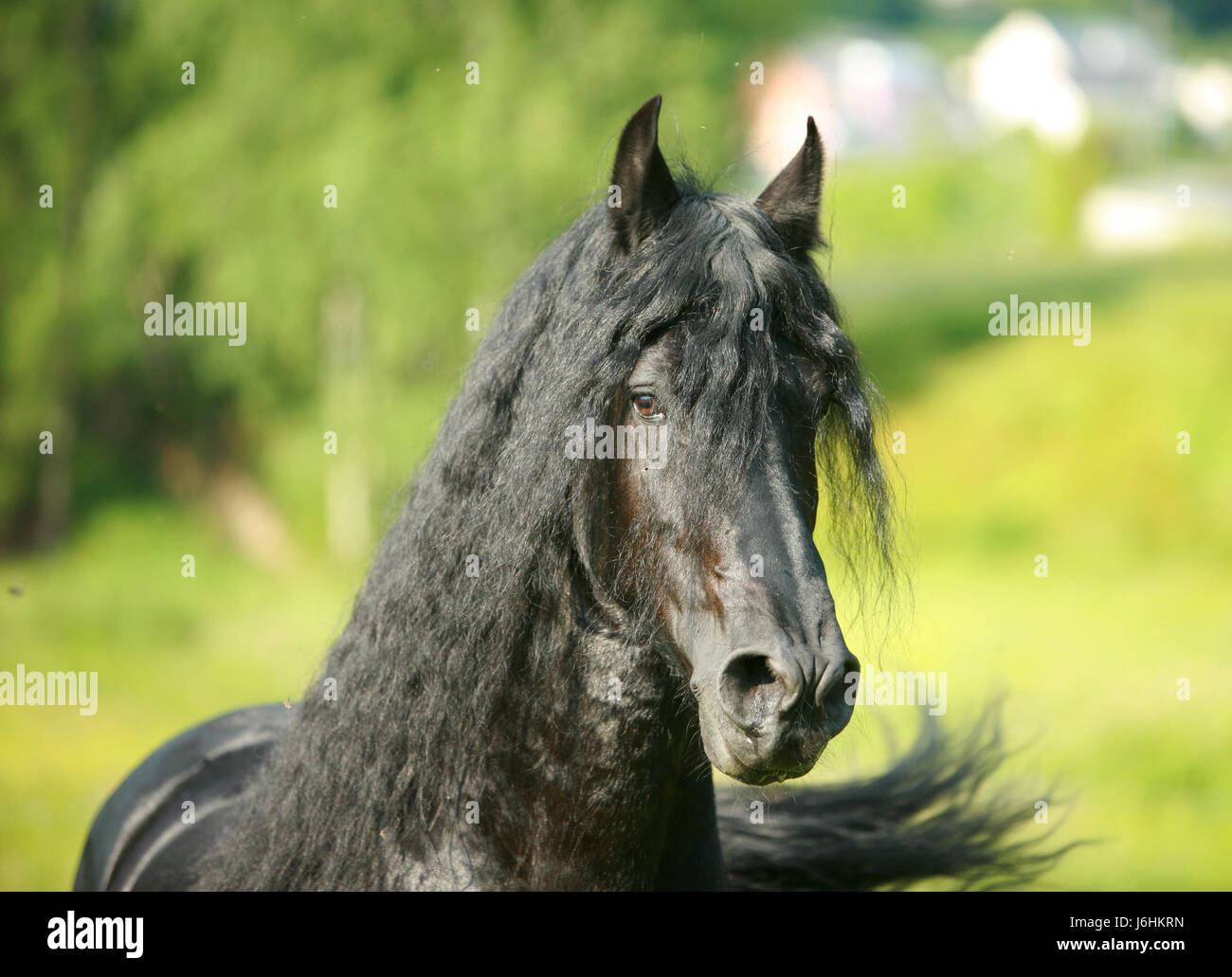 Horse behind hi-res stock photography and images - Alamy