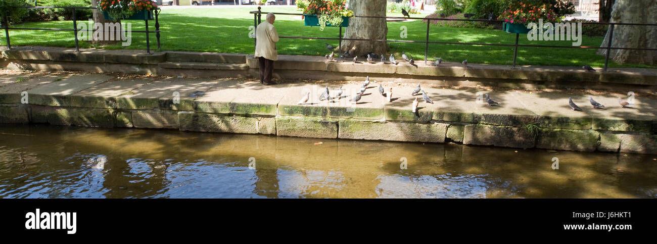 spare time free time leisure leisure time park animal bird birds pigeon ...