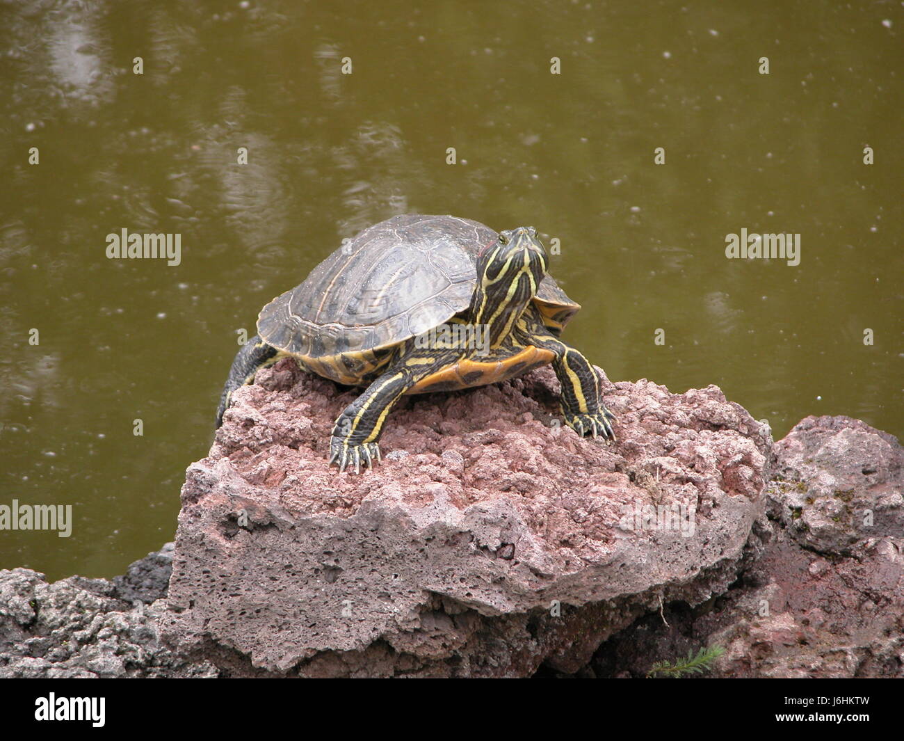 armour turtle poikilotherm tortoise amphibians armour madeira turtle ...