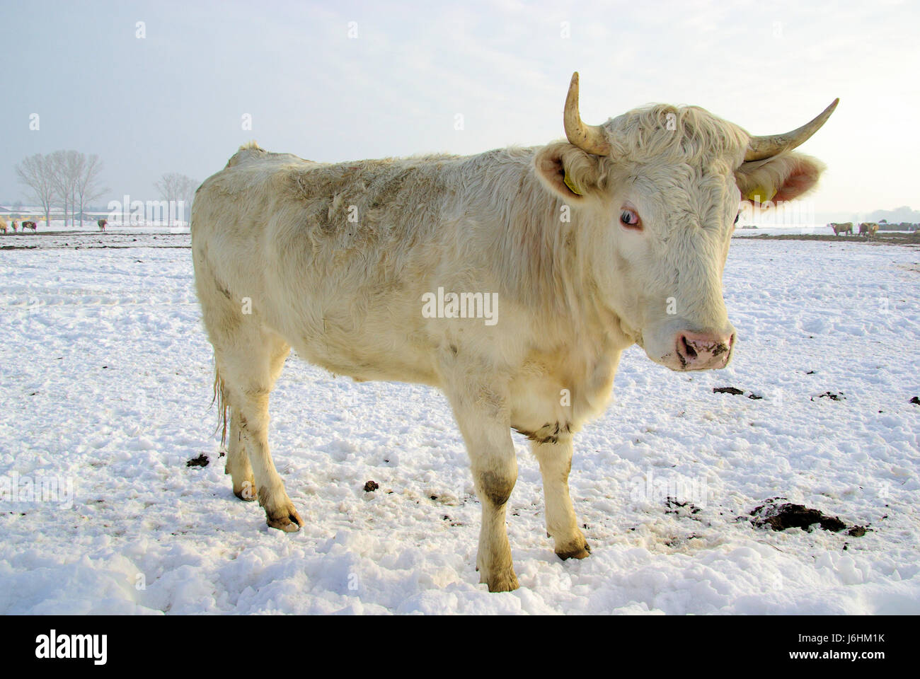 rind - cow 43 Stock Photo - Alamy