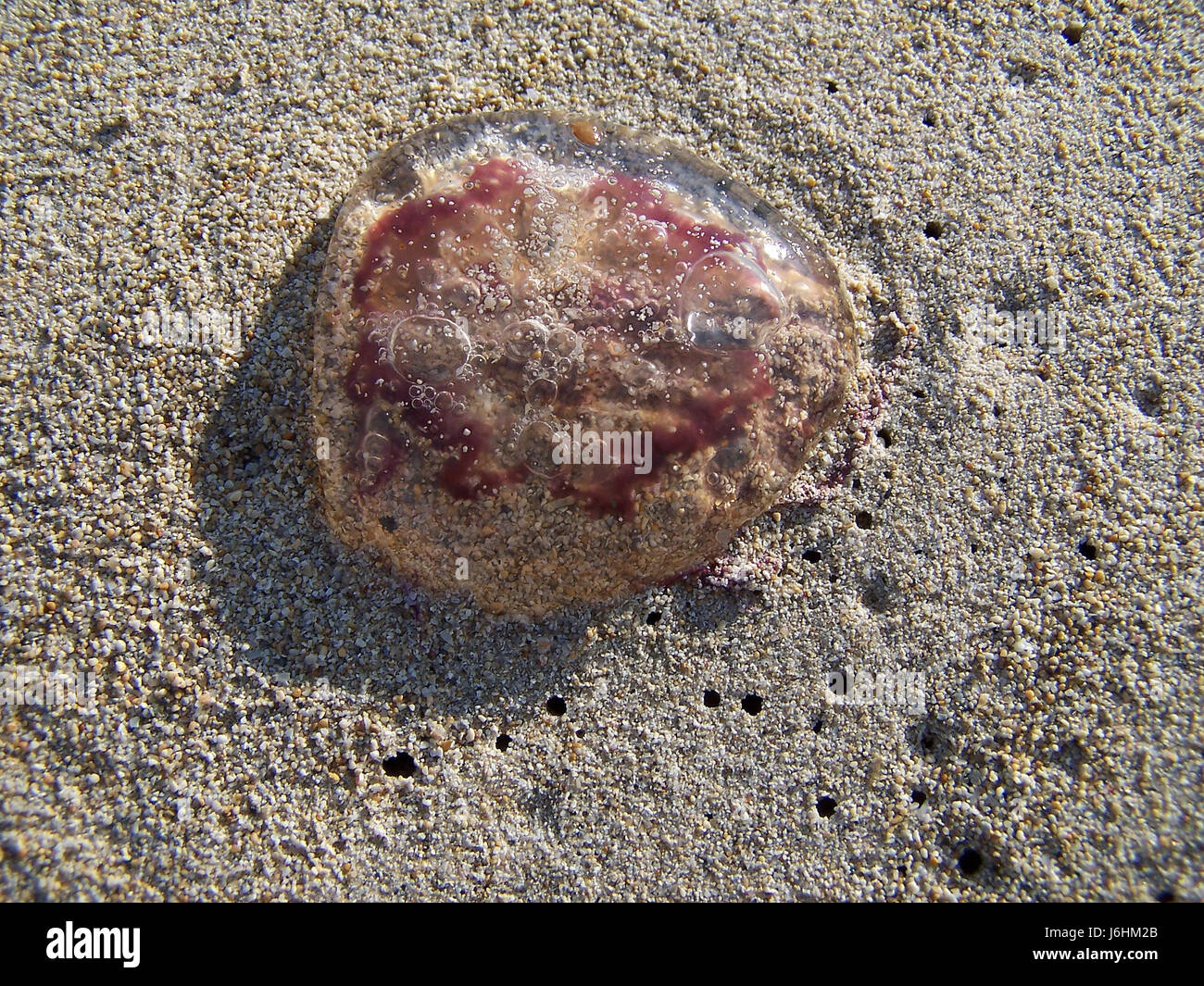 sands sand jellyfish animal beach seaside the beach seashore sea ...