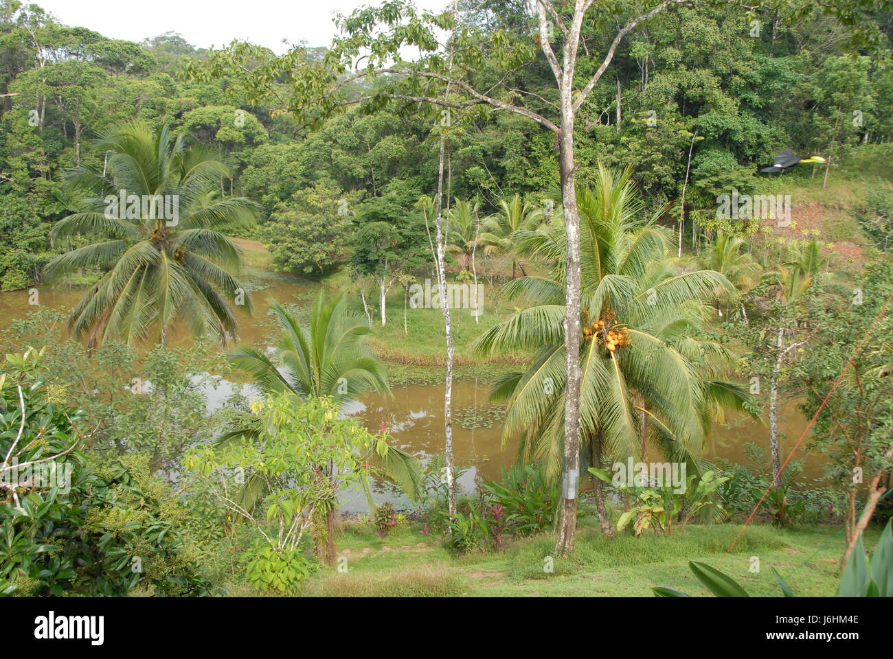tree palm tree lagoon rainforest rain forest forest tropics tree garden ...