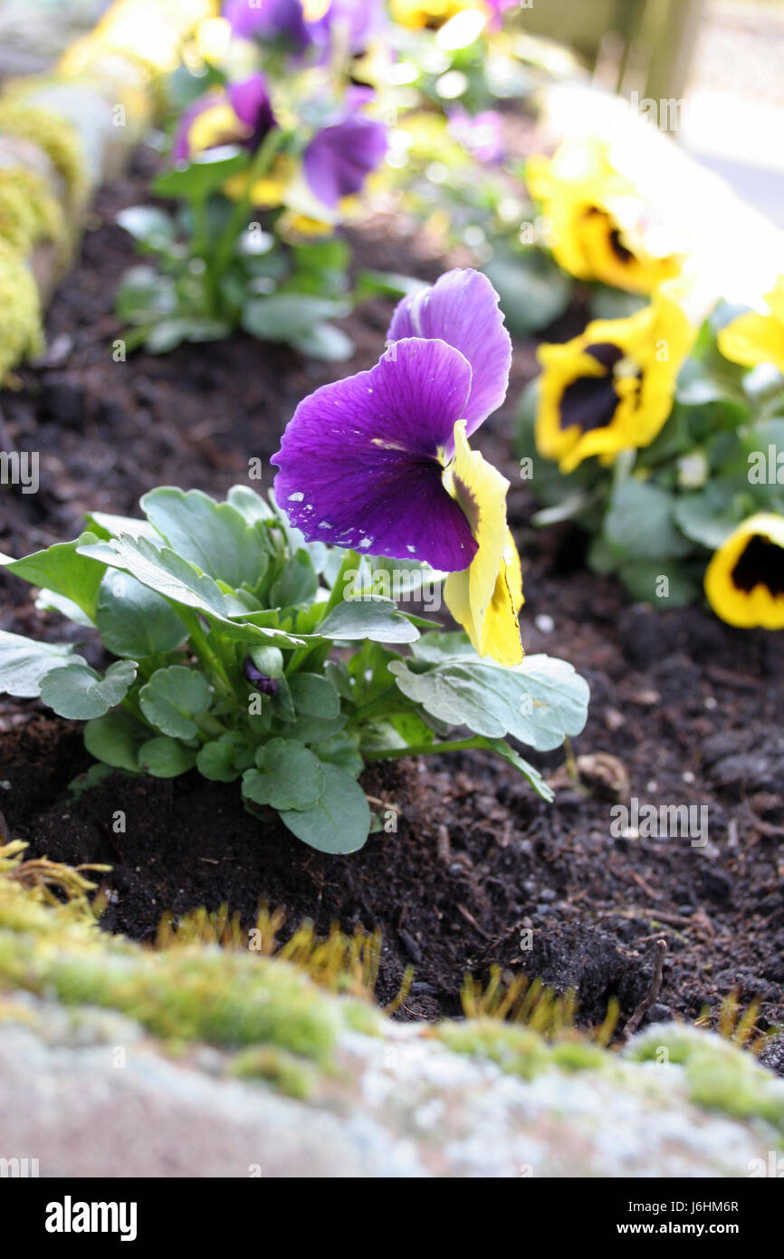 Viola celestial hi-res stock photography and images - Alamy